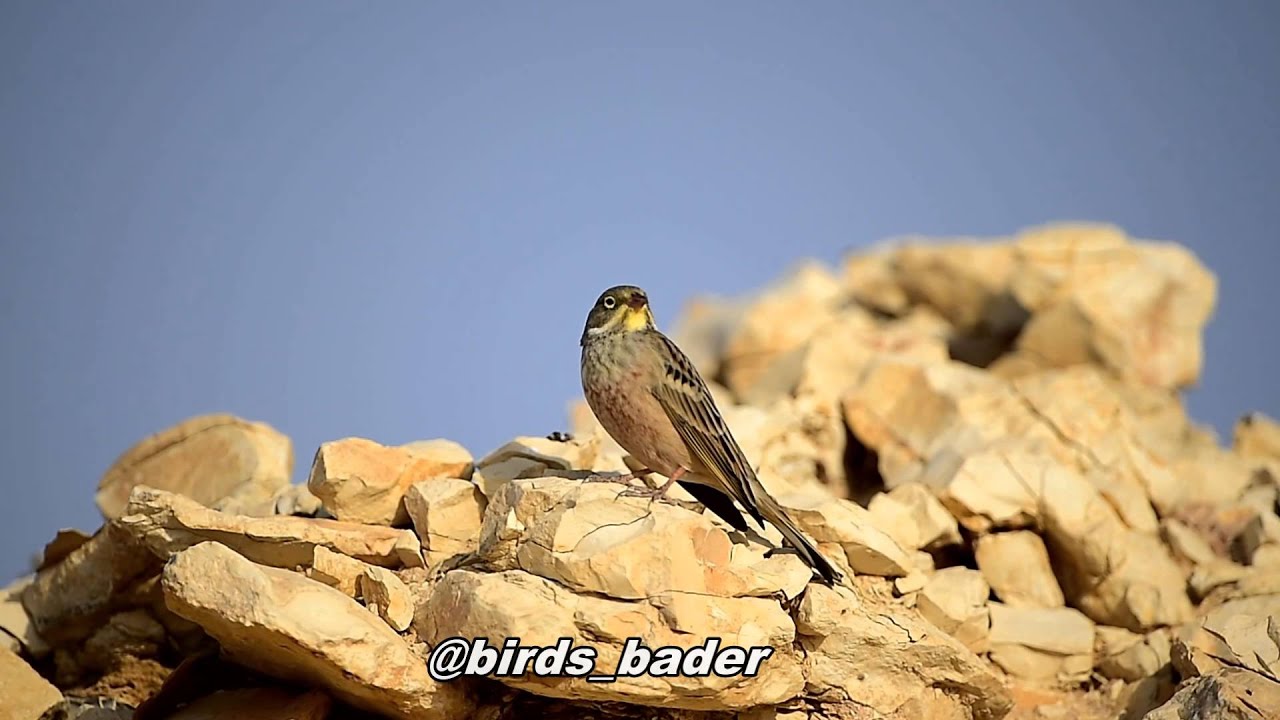 Ortolan Bunting & درسة الشعير & nikon d4s & birds - YouTube