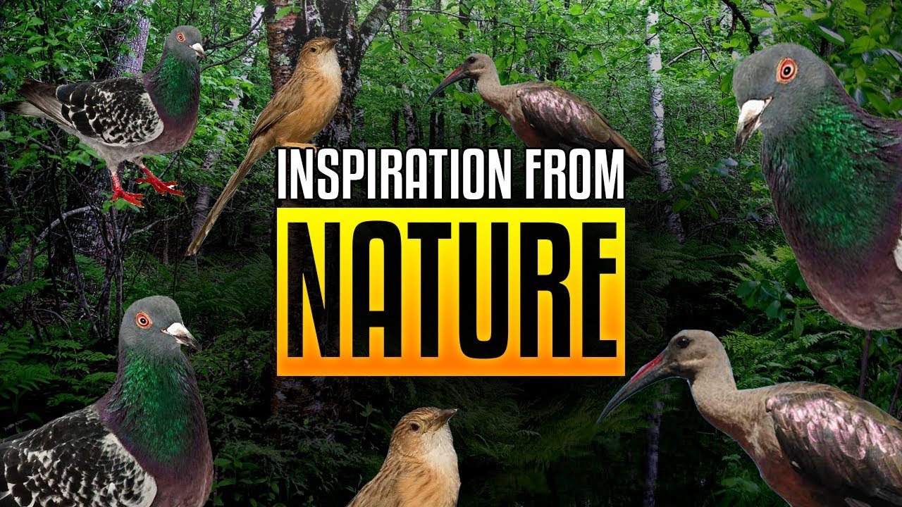 Taking Sound Design Inspiration From Nature - Bird Calls 🦉 - YouTube