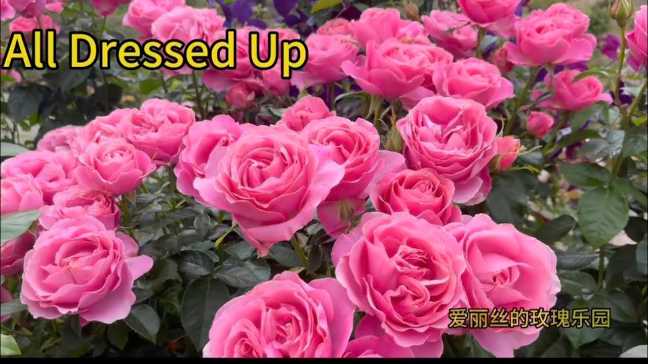 All Dressed Up, one of the roses you must grow in your garden! 再一次美爆！超级丰花月季，直立性好，单花漂亮且花期长. - YouTube