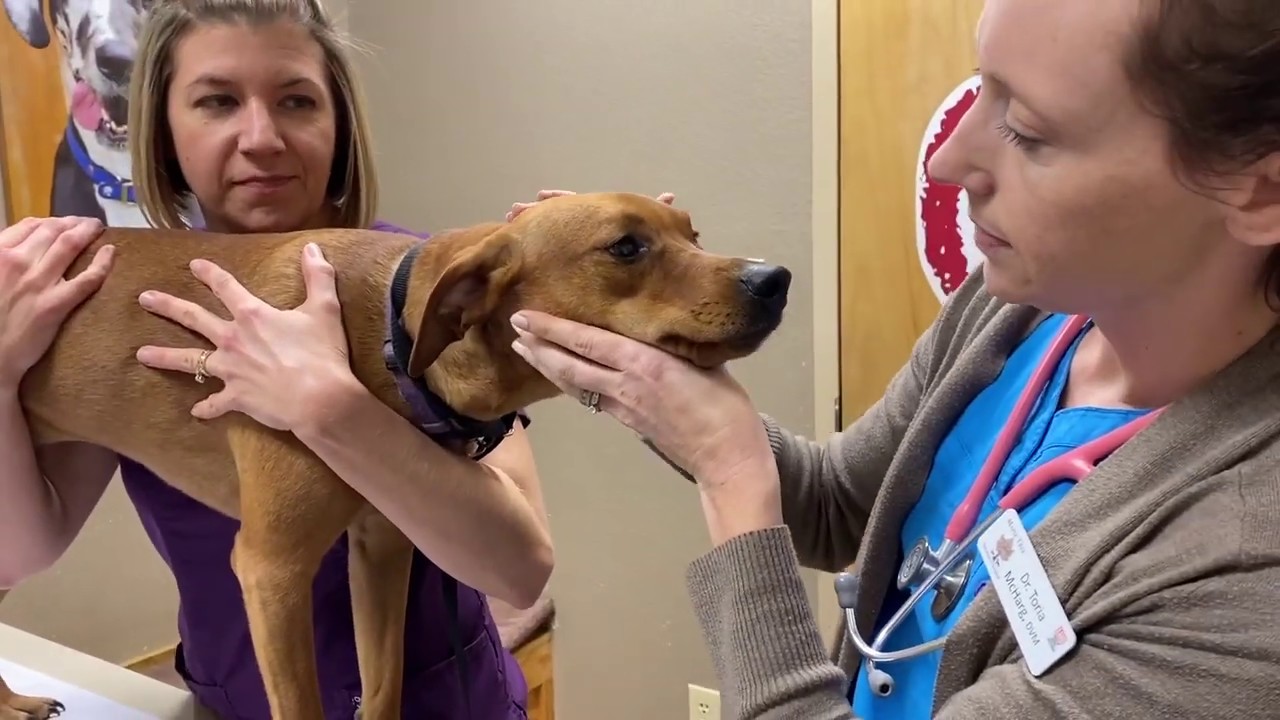 Veterinary Physical Exam - YouTube