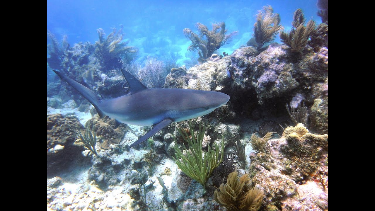 Snorkeling with Sharks, Barracuda and Goliath Grouper in the Florida ...