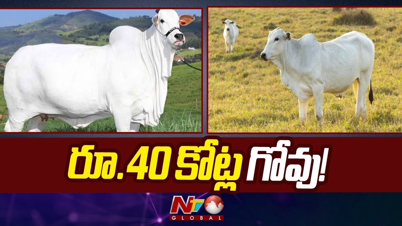 బ్రెజిల్‌లో జరిగిన వేలంలో రూ.40 కోట్లు పలికిన నెల్లూరు జాతి అవు ...