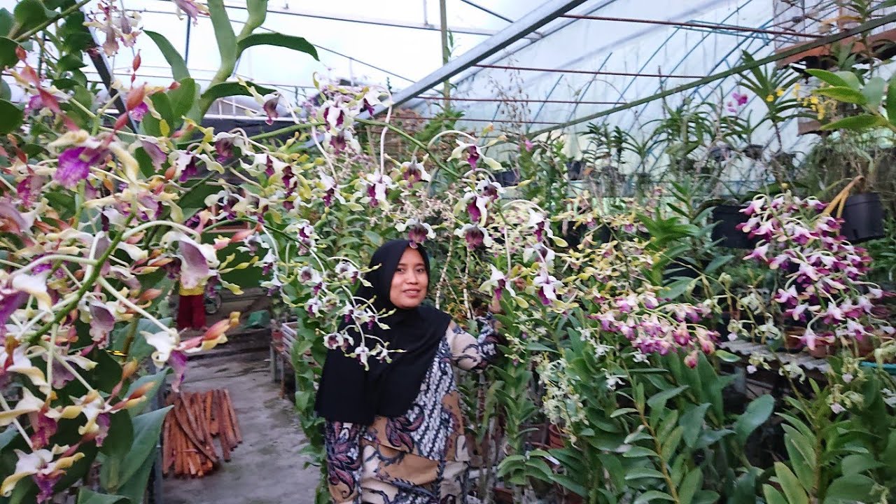 Bunga Sangat koleksian , subur sehat bunga cantik2 || harga anggrek ...