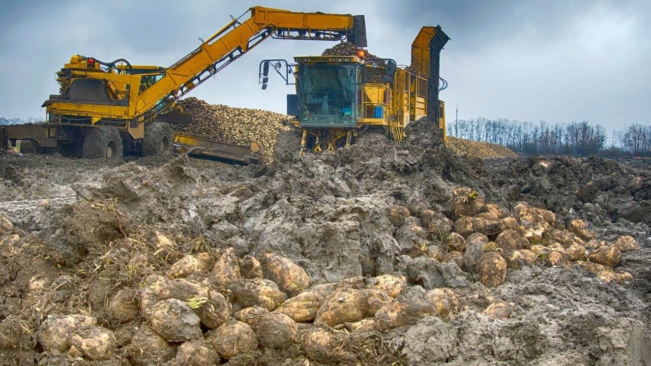 HOW IT'S MADE SUGAR ? Amazing Sugar Beets Harvest And Sugar Production ...