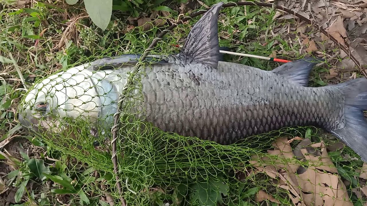 Exclusive giant fish caught on video at the pond । How to Catch fish in ...