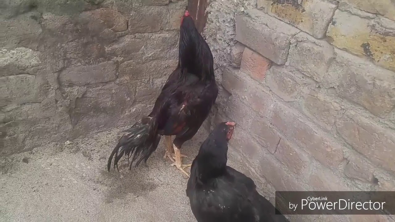 aseel murgha & aseel murgi beautiful black aseel murgha imran tv - YouTube