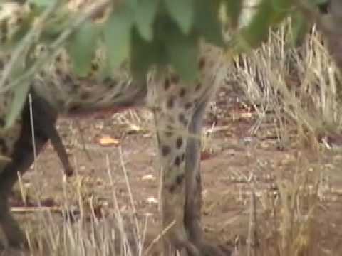 Well-Hung Horny Hyena