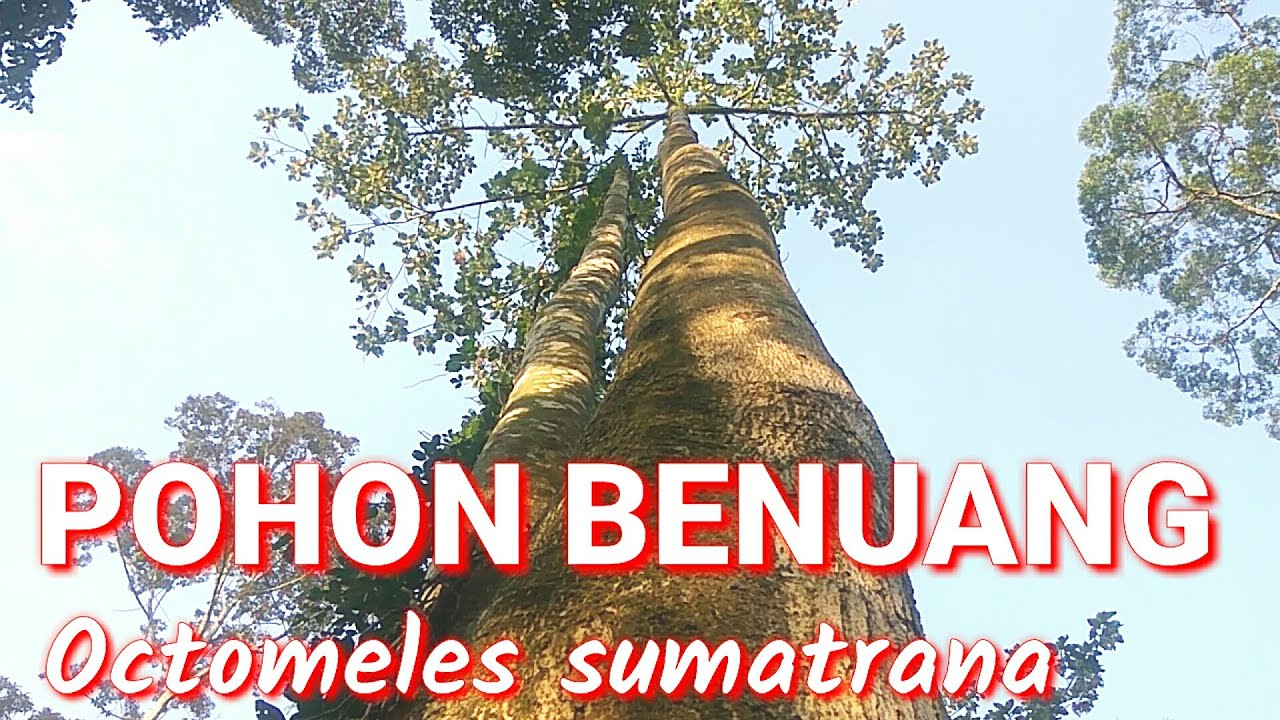 POHON HUTAN ALAM BENUANG BETINA Octomeles sumatrana - YouTube