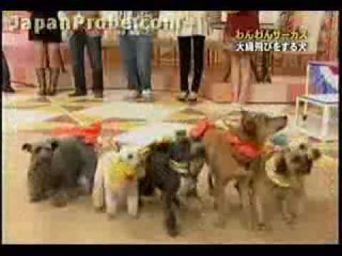 Dogs doing amazing jump rope tricks