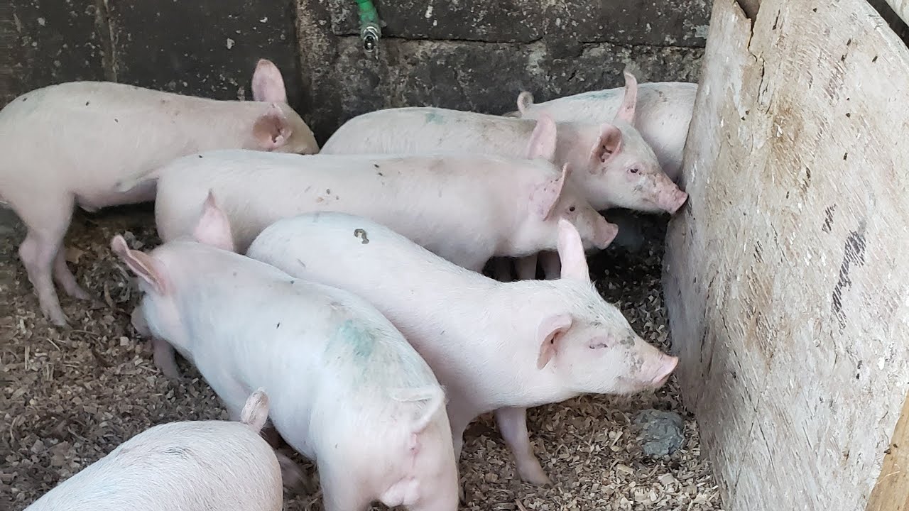 Piglets Fun moments. - YouTube