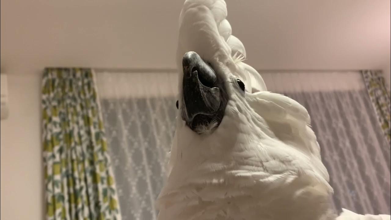 White birb🥚Today’s Kohaku chan - YouTube