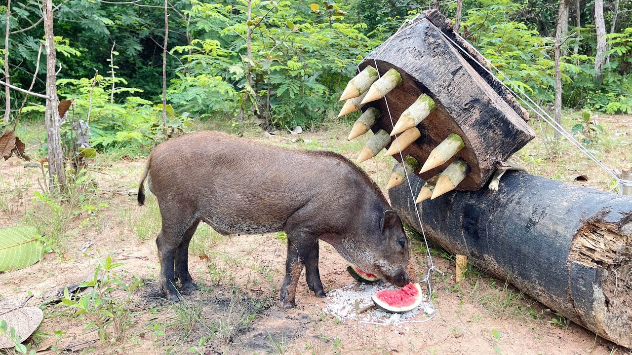 Build Wild boar Trap UsingBig Palm tree& Sharp wood Fall in to Deep ...