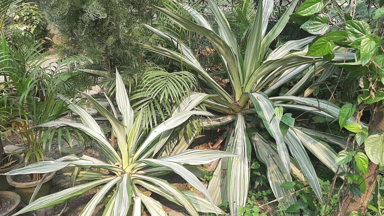 Furcraea plant Propagation | How to make Furcraea Plant - YouTube