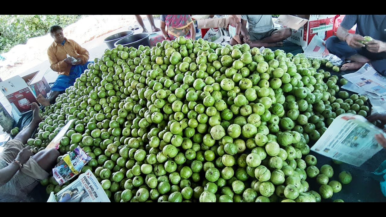 9019162251 Guava information. Please subscribe my channel to get more ...
