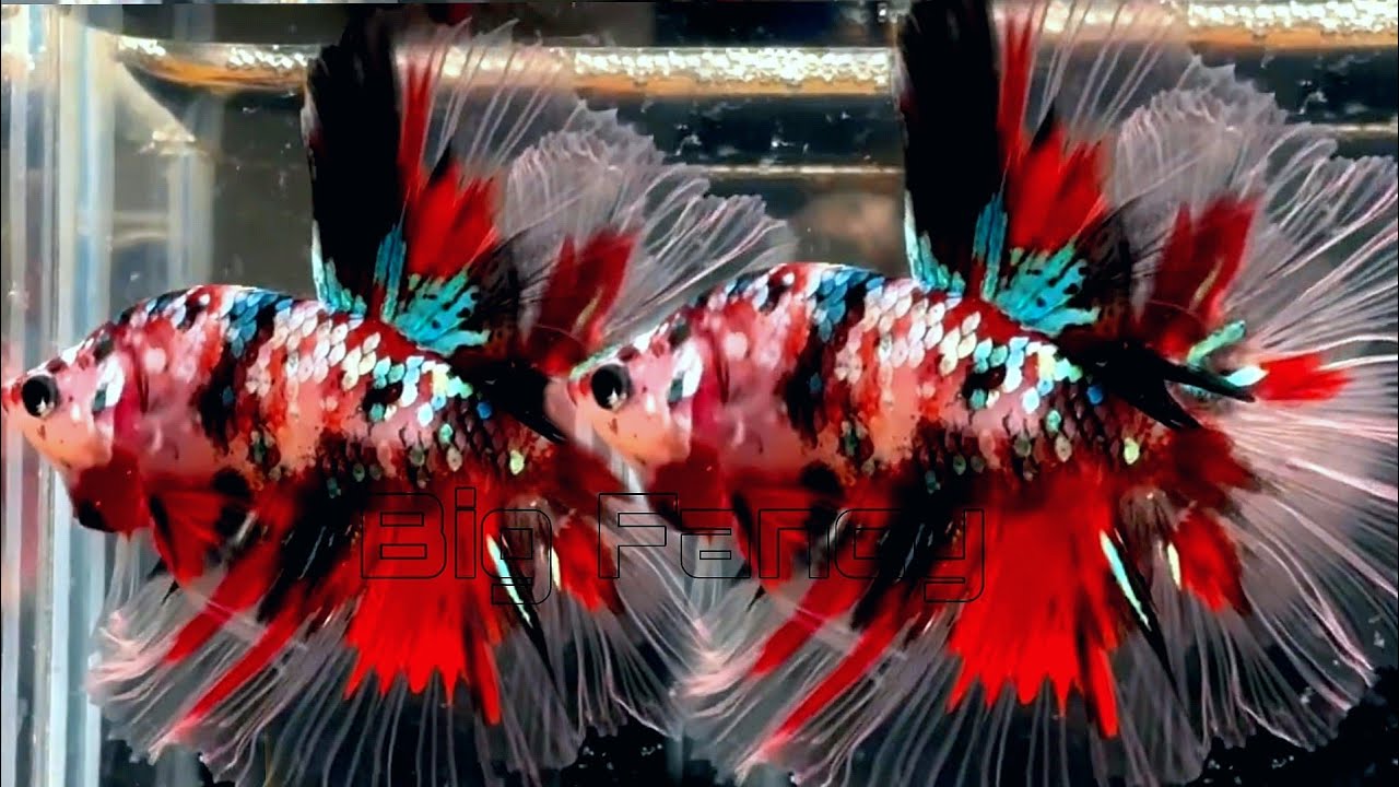71"Most Beautiful Betta Fish: Stunning Colors & Gorgeous Betta Fish ...