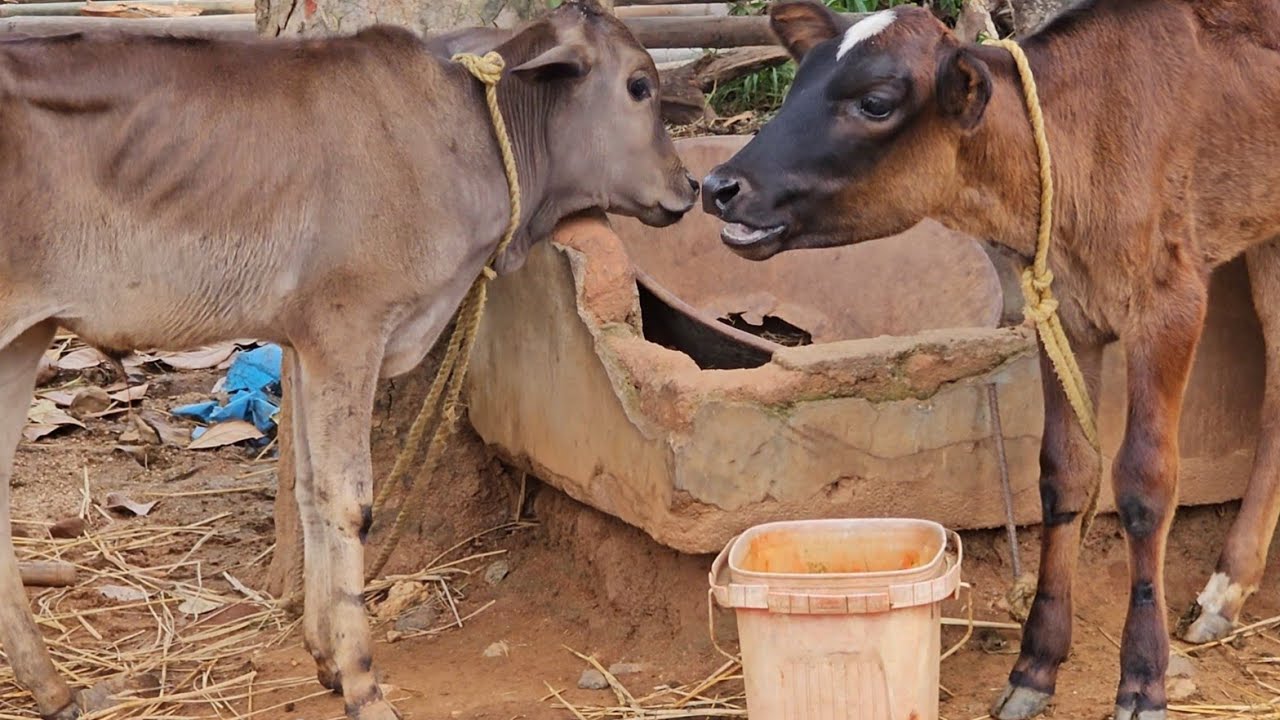 Baby Cow Hamba Hamba Sound||Cow Sound|| - YouTube