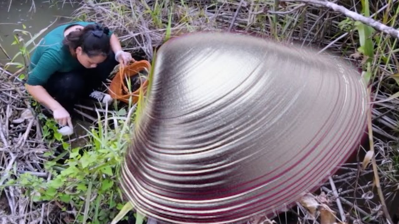 Open clams, open super pearl clams, mutated clams, girls harvest super ...