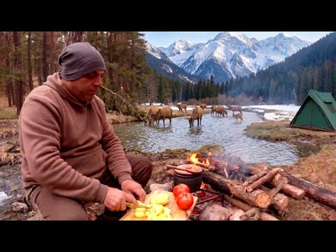 TEK BAŞINA ÇADIR KAMPI, GEYİKLERİN BÜYÜK BULUŞMASI 