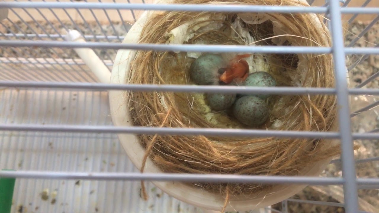Day 1 of baby canary - YouTube