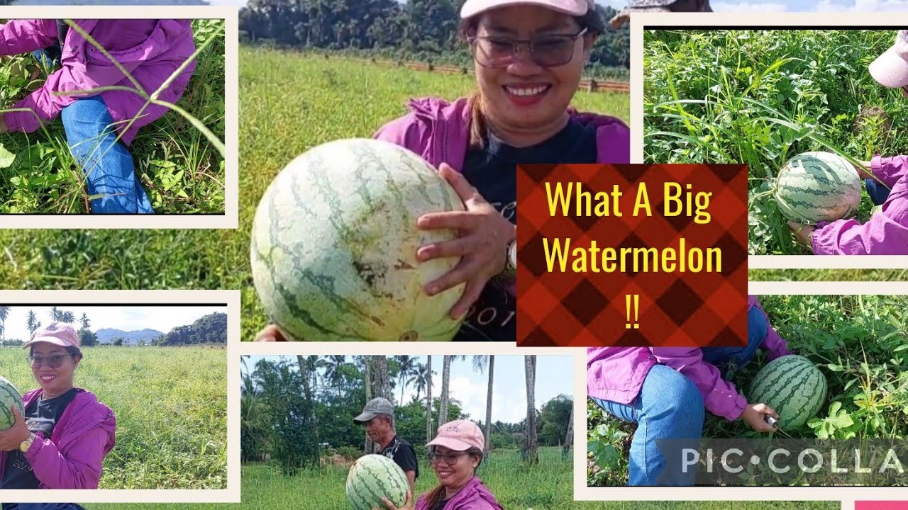 PICKING THE SWEETEST WATERMELON|HARVESTING BIG WATERMELONS|A DAY IN ...
