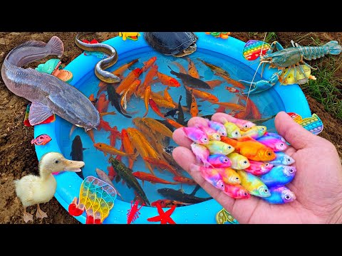 Menangkap ikan akuarium cantik di kolam ada ikan lele besar, ikan hias, ikan cupang, ikan mas, bebek