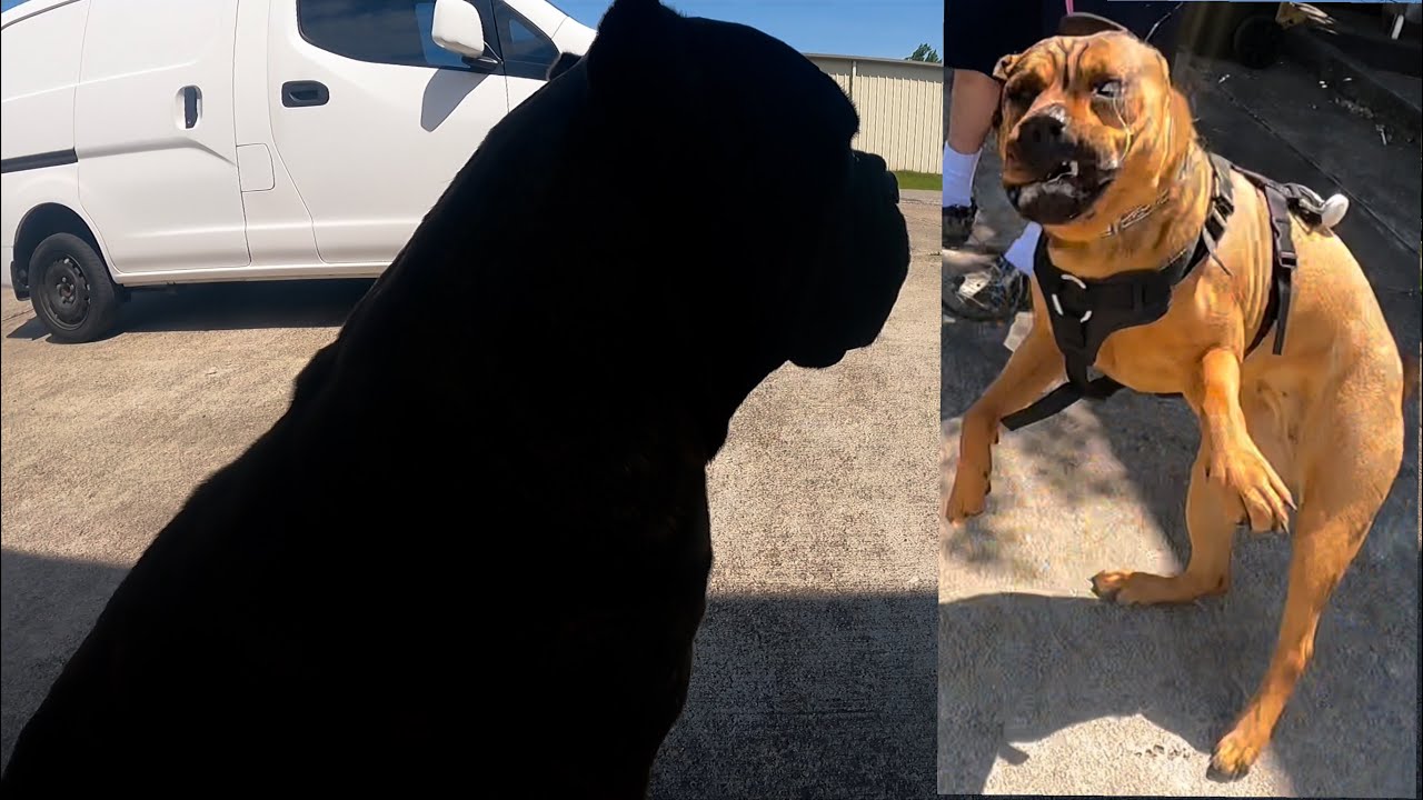 Cane Corso x Rottweiler Trained Virtually Travels Cross Country For ...