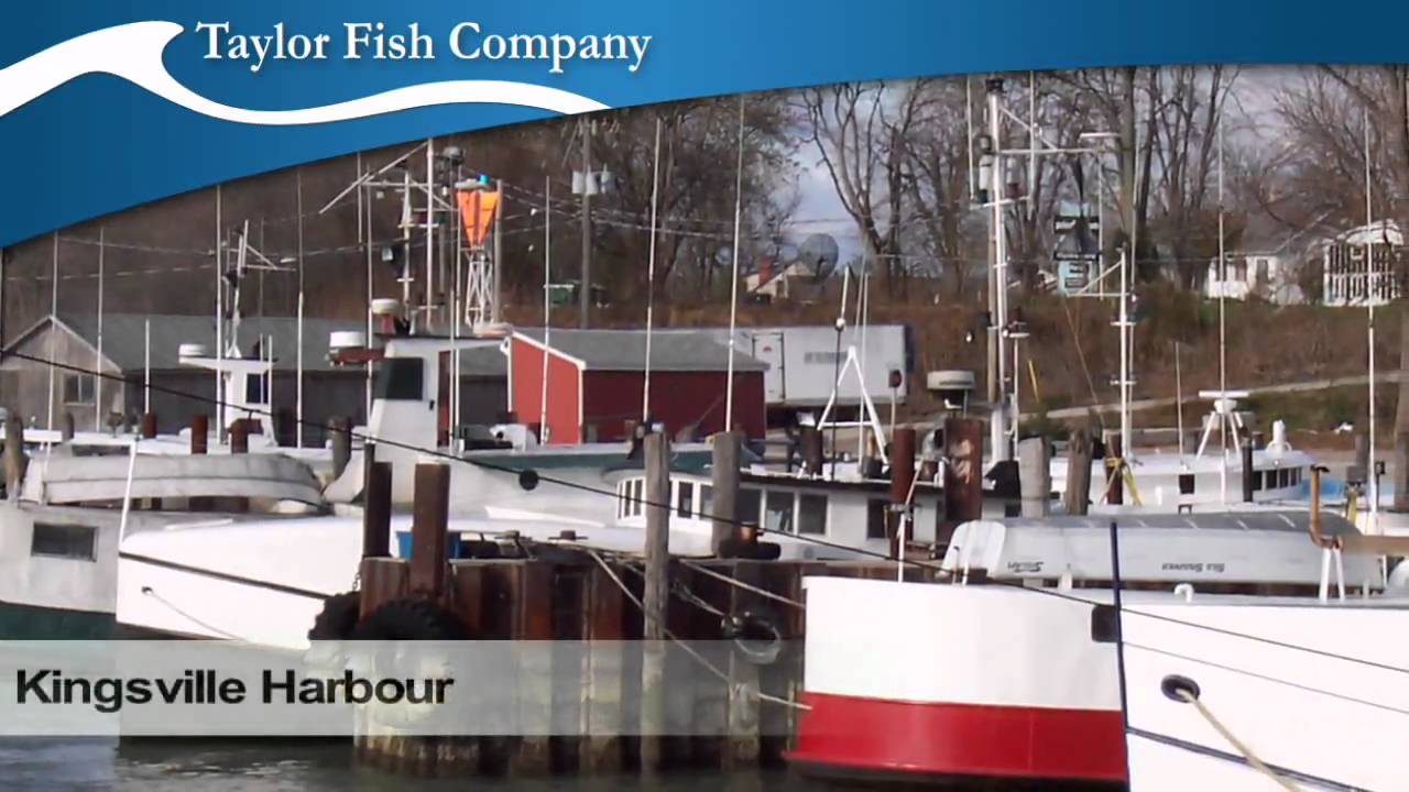 Taylor Fish Company - Fresh Perch and Pickerel - YouTube