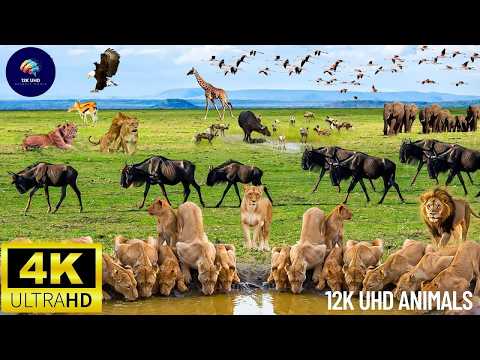 4K African Wildlife: Lake Manyara National Park - Beautiful Wild Animal Movies With Real Sound