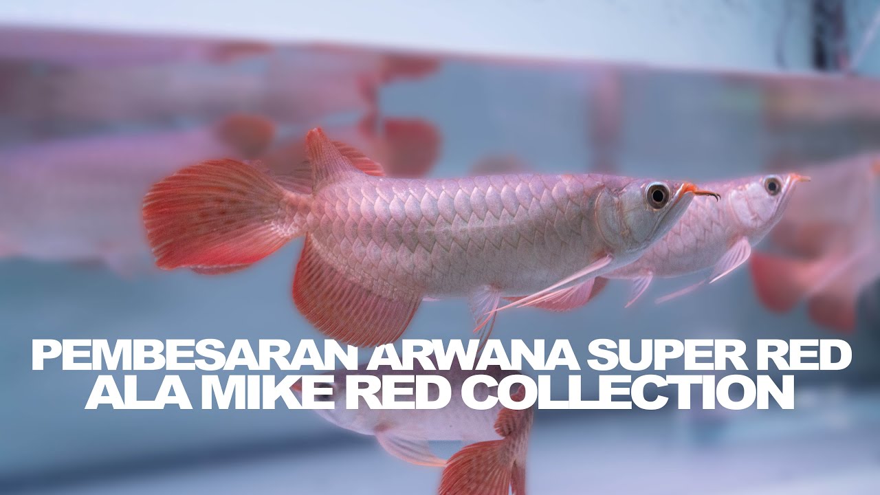 Edukasi Langka? PEMBESARAN ANAKAN ARWANA SUPER RED ALA MIKE RED! - YouTube