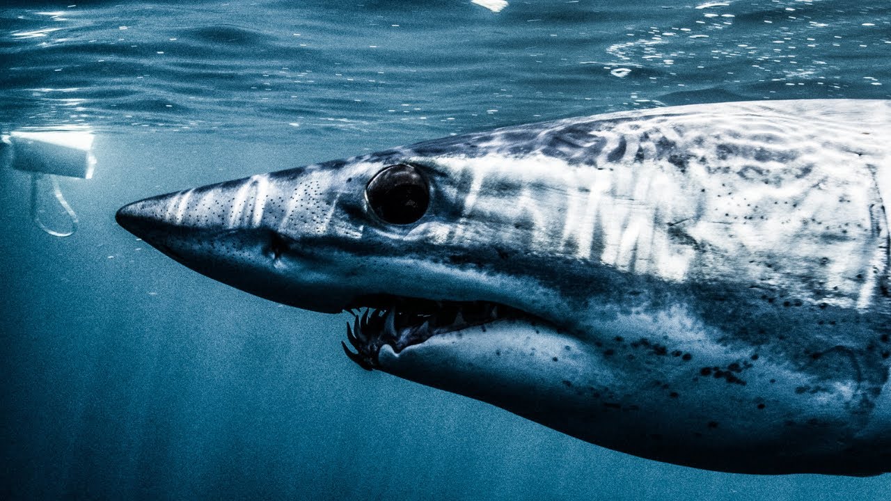 INCREDIBLE Mako shark behavior. Video by Mark Rackley - YouTube