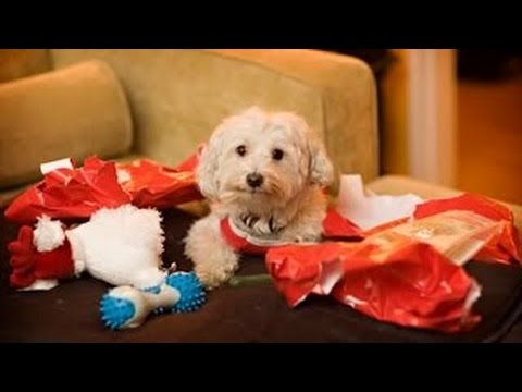 Dogs opening Christmas Presents Compilation 2014 2015 [HD VIDEO] - YouTube