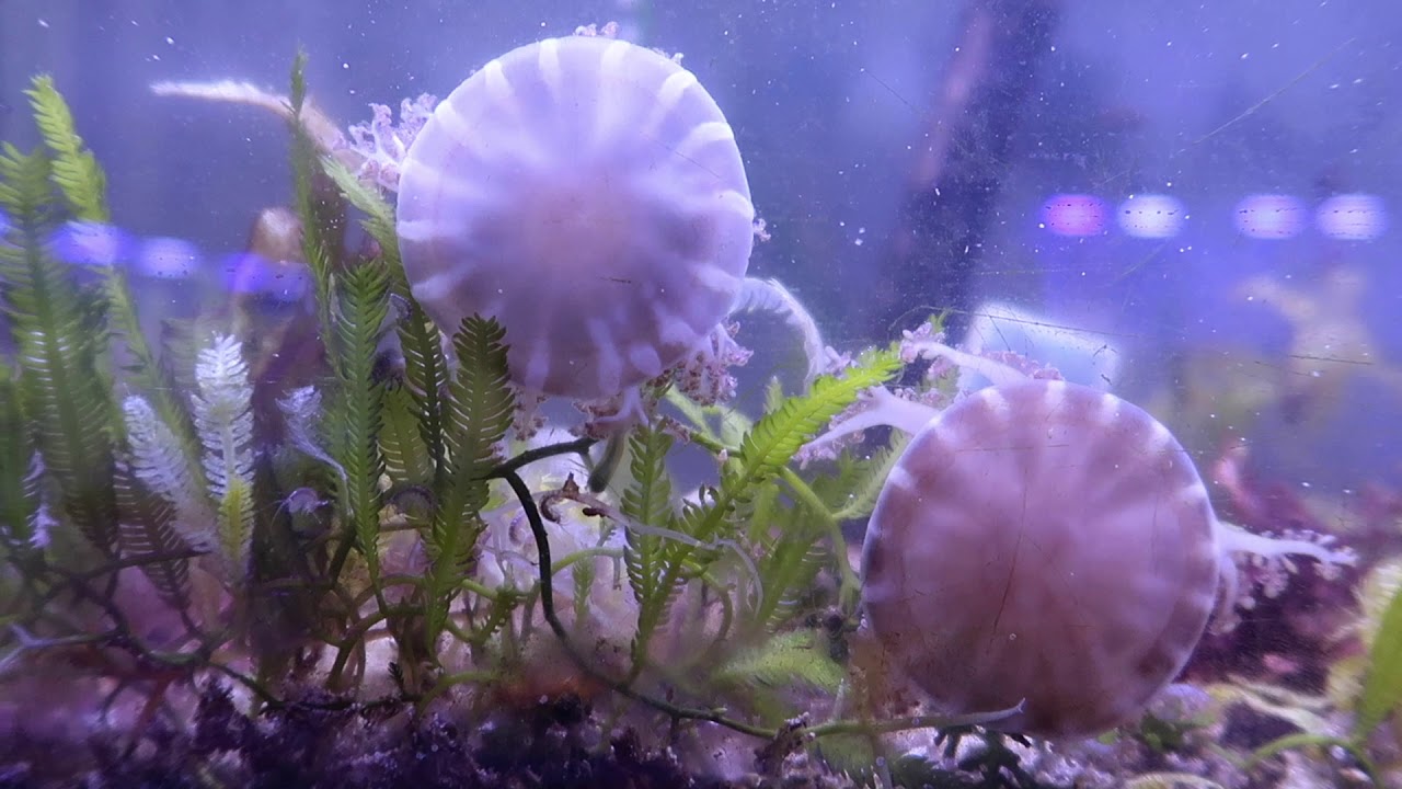 Cassiopea sp. - YouTube