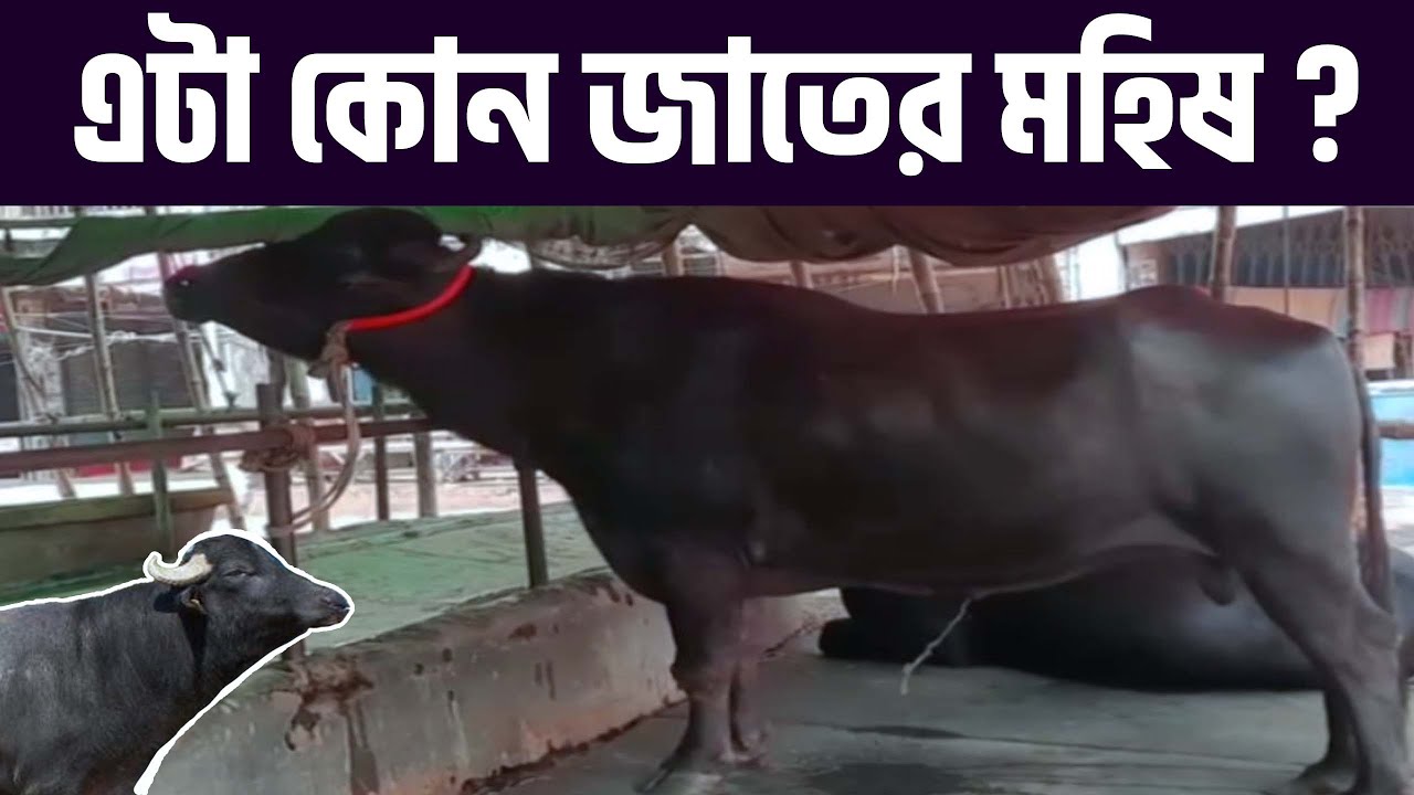 বাংলাদেশের গাবতলী হাটের চমক বিশাল বিশাল মহিষ । Water Buffalo In Gabtoli ...