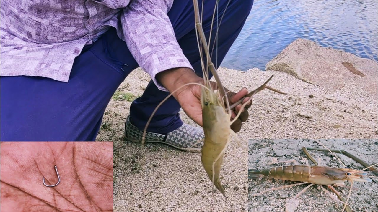 Fish catch | Prawns Catching| Shrimp fish| Fishing - YouTube