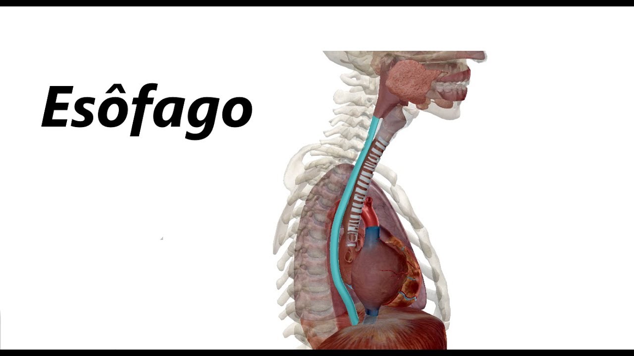 Anatomia Macroscopica Do Esofago