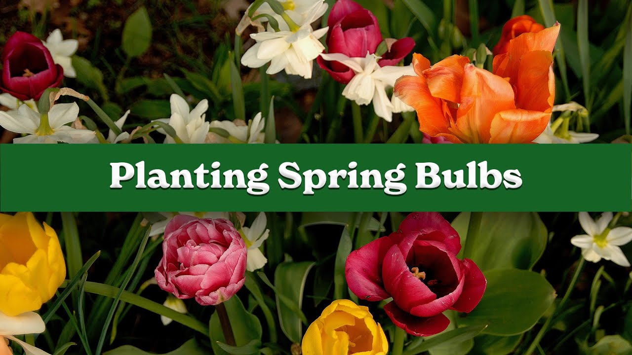 Planting Spring Bulbs in Late January – Watch My Canadian Garden Grow ...