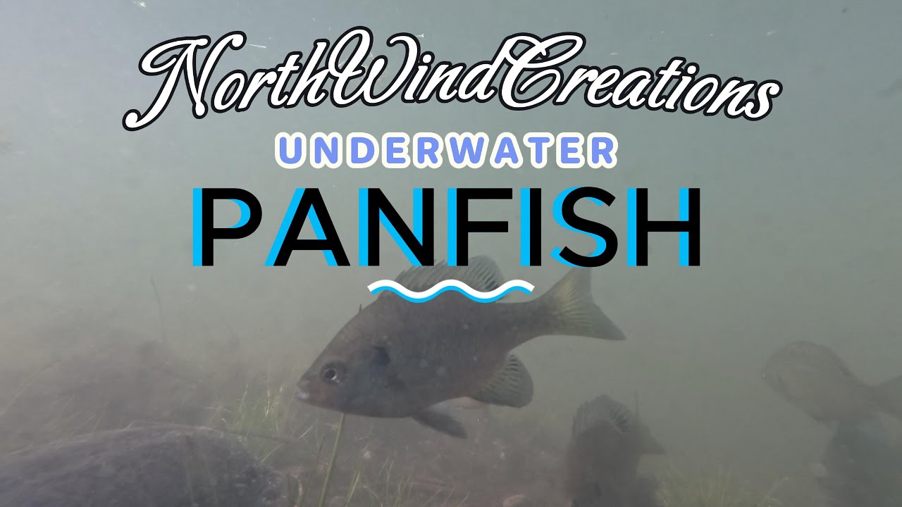 Underwater Panfish - YouTube