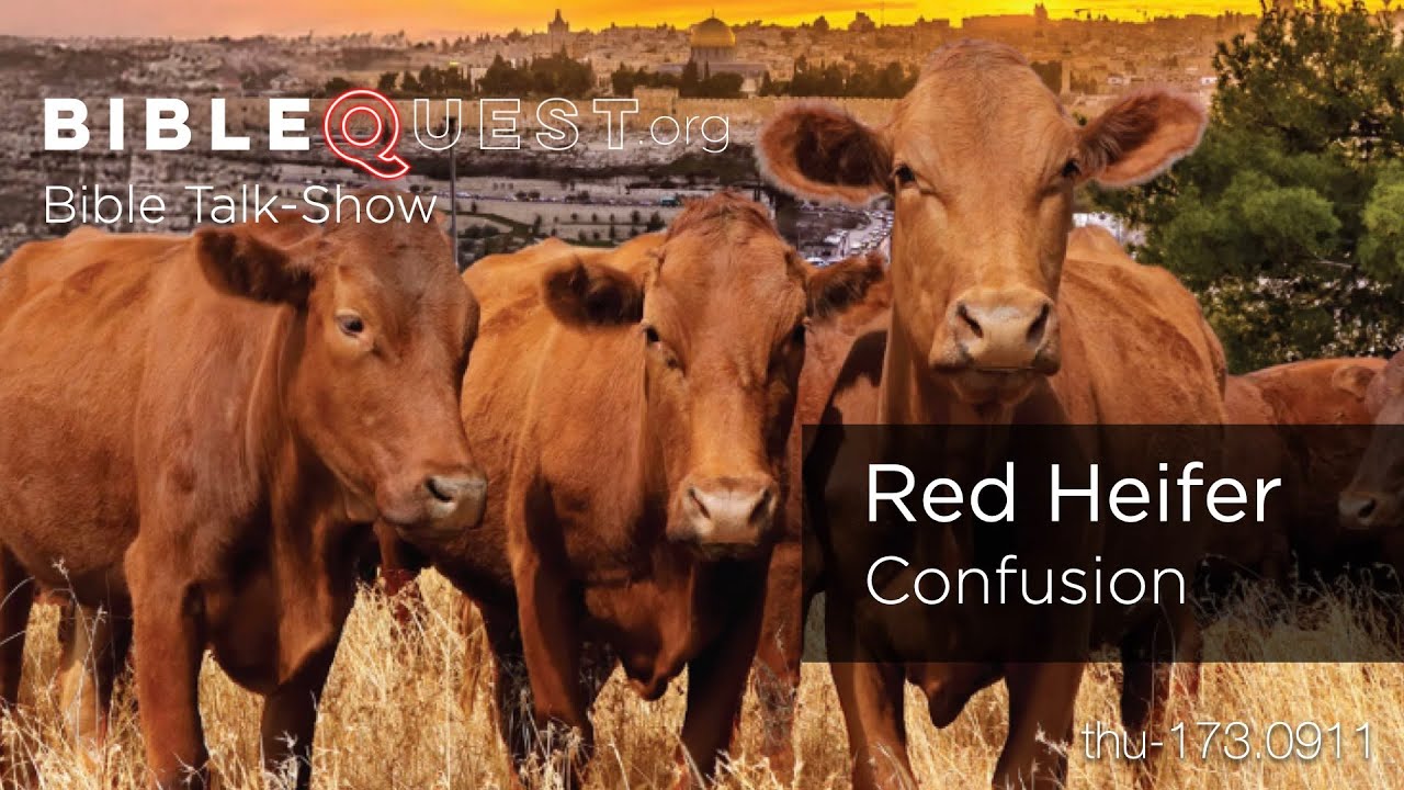 #173 - The Red Heifer, The Third Temple, and a Prophecy Gone Wild - YouTube