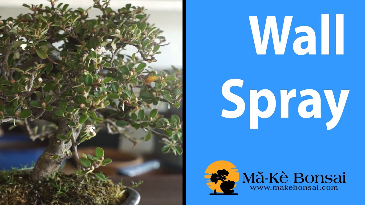 119) Cotoneaster horizontalis or Wall Spray great Bonsai Trees for ...