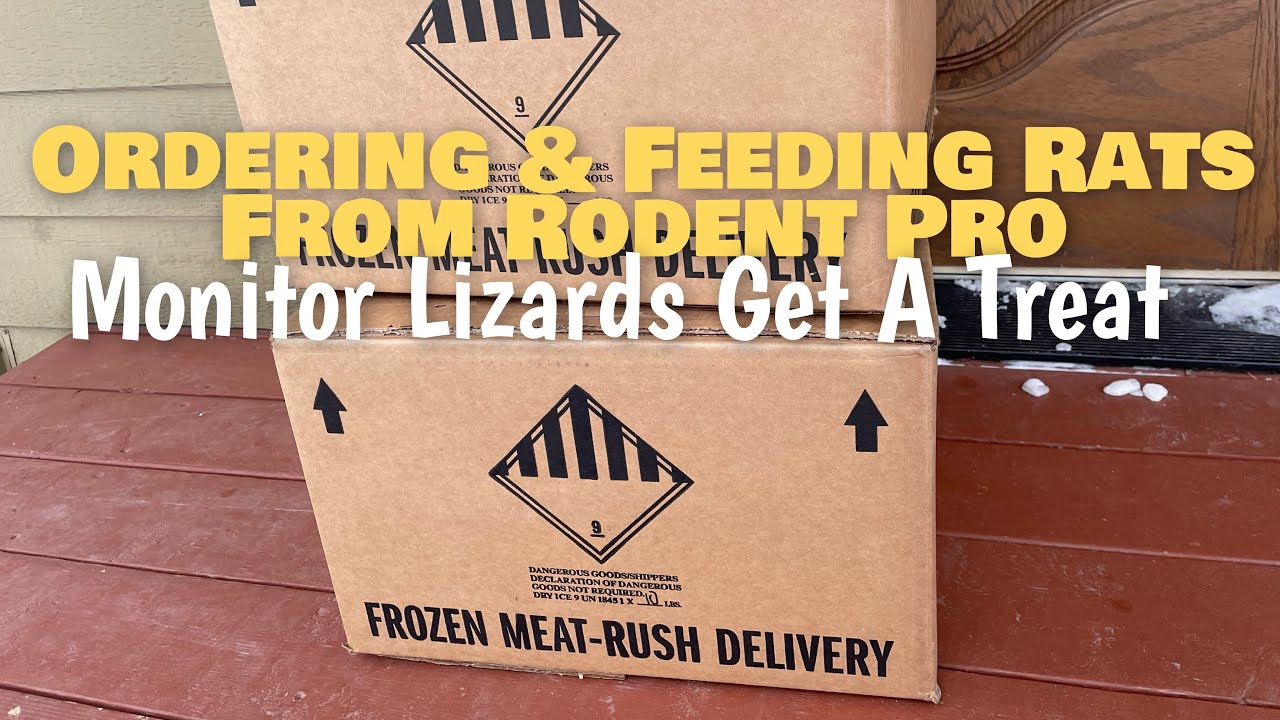Ordering and Feeding Rats From Rodent Pro | Feeding the Monitors A ...
