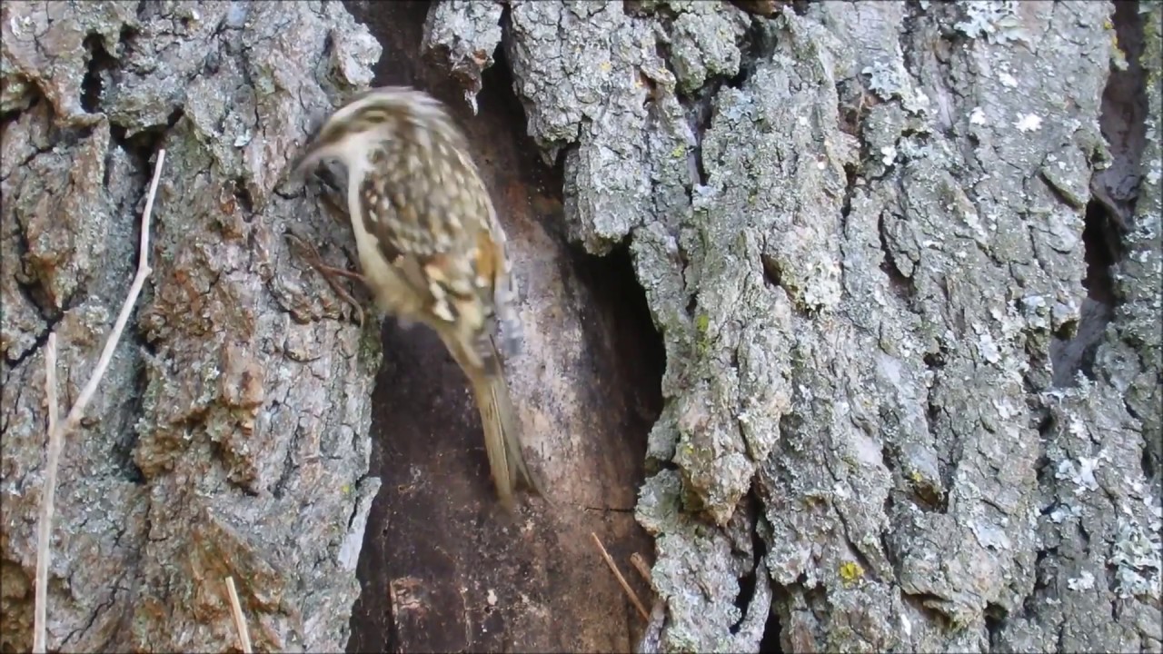 The Treecreeper - Westbere Lake - YouTube