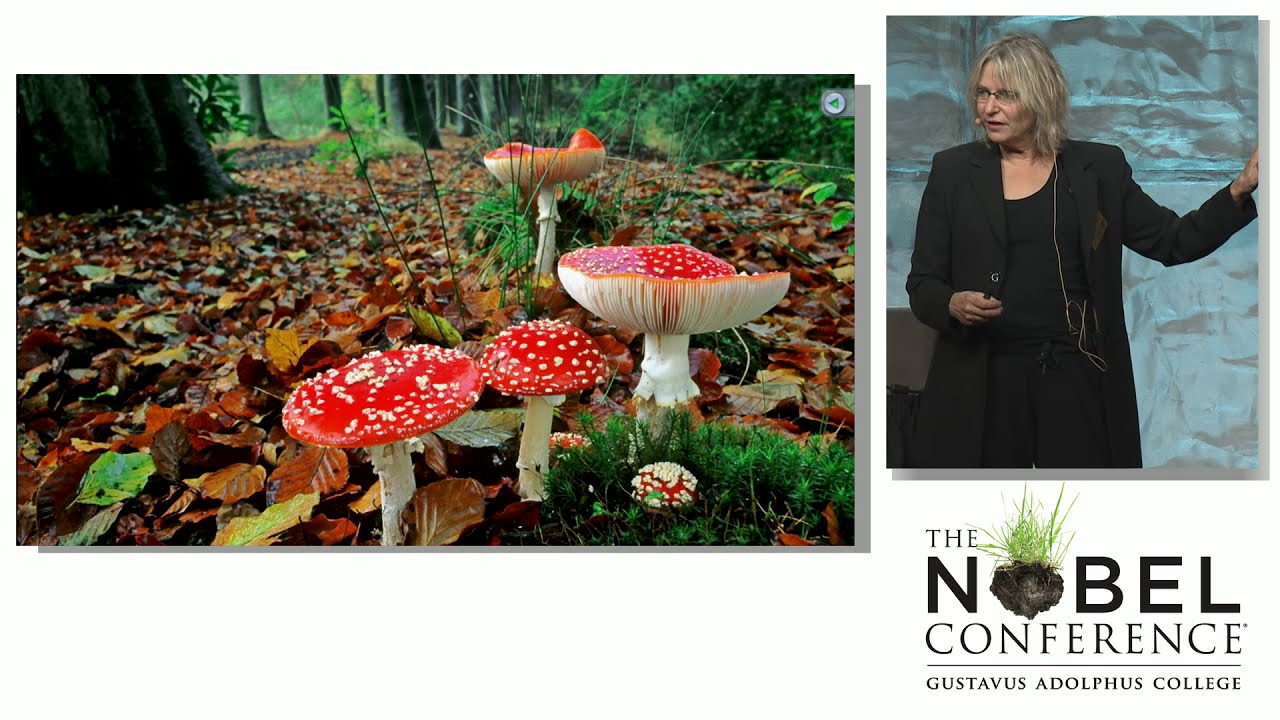 Lessons for soil from the mother tree and how trees communicate ...