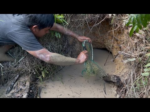 Mengeluarkan Puluhan Kilo Gram Ikan Lele Lembat Hanya Dalam Satu Lubang Kekeringan 