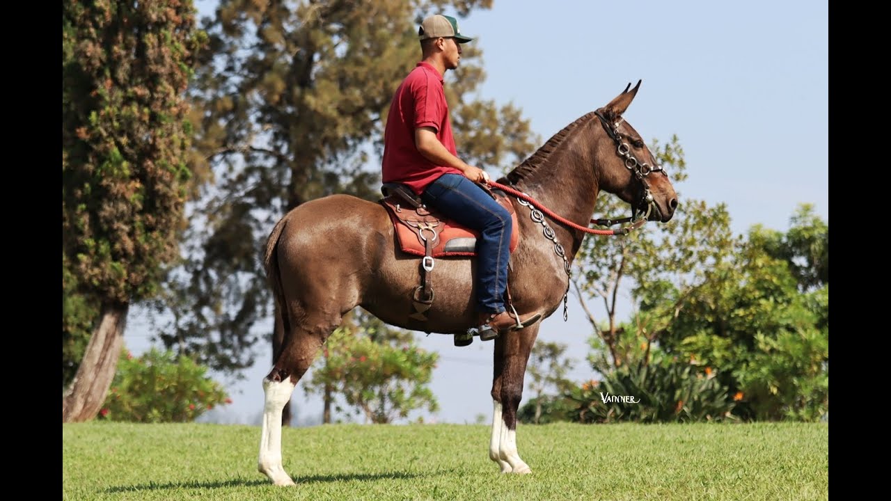 MULA DE PATRÃO, GRANDE, MARCHADEIRA, MACIA DE SELA, ACOSTUMADA COM ...