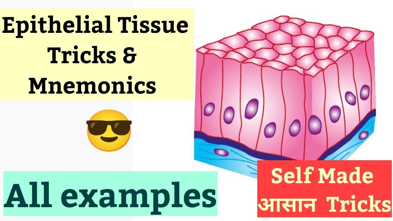 Epithelial Tissue Mnemonics | Functions & Examples Tricks | Animal ...