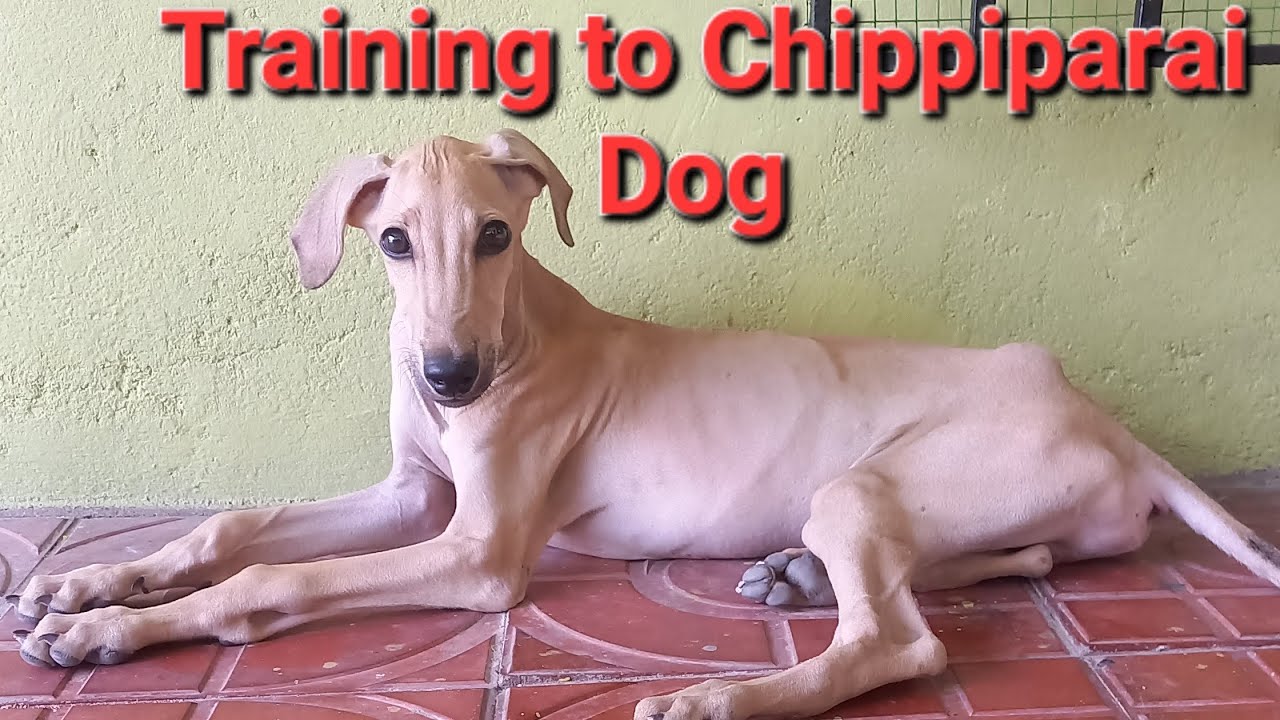 Chippiparai dog training @Leo_Dhunter #leo_dhunter #chippiparaidog # ...