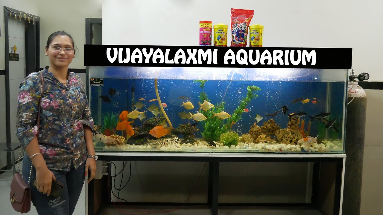 Monster Fish Tank Setup Vijayalaxmi Aquarium | 🇮🇳 - YouTube