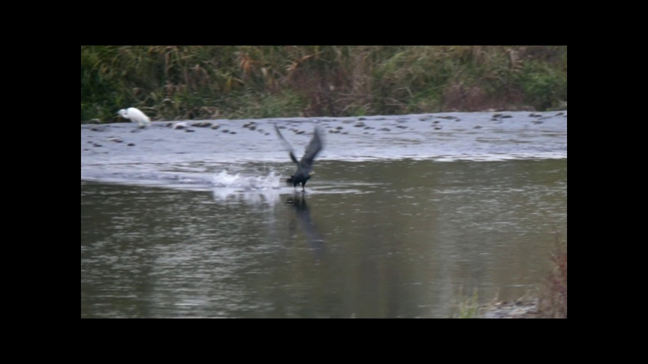 Great Cormorants Running Takeoff 240fps カワウが飛び立つ助走は両足跳び（野鳥）スローモーション ...