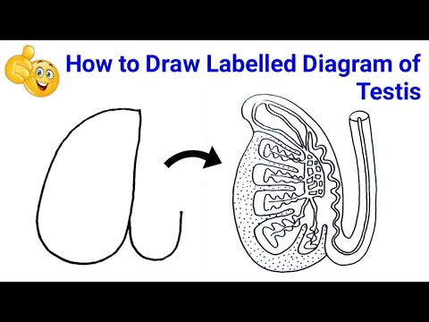 how to draw transverse section of testis | how to draw testes step by ...