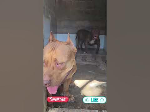 Joking Dog #lekthebestkennel - YouTube